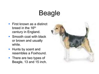 breeds of dogs (1).ppt