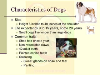 Breeds of Dogs & Cats | PDF