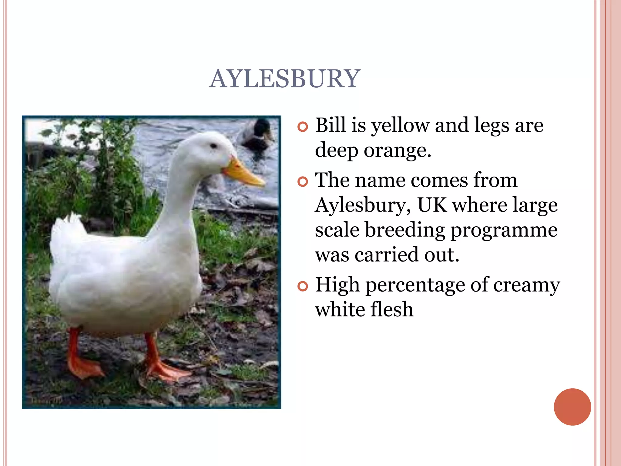 Breeds of duck | PPTX