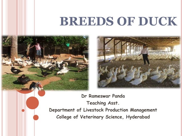 Breeds of duck | PPTX | Birds | Pets