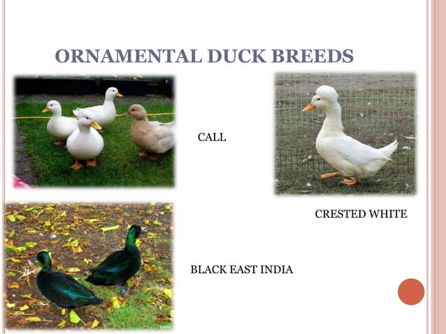 Breeds of duck | PPTX | Birds | Pets