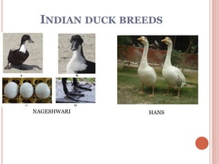 Breeds of duck | PPTX