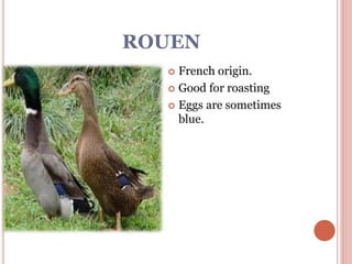Breeds of duck | PPTX