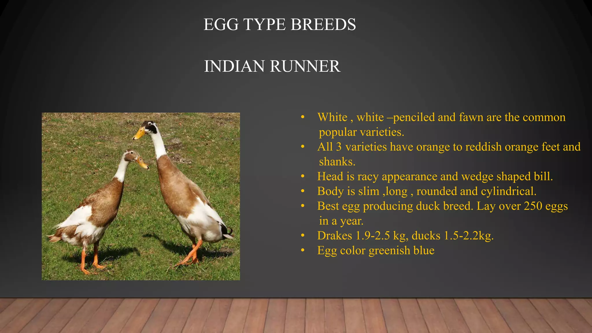 Breeds of duck , geese and their features | PPTX