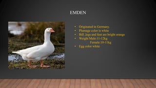 Breeds of duck , geese and their features | PPTX