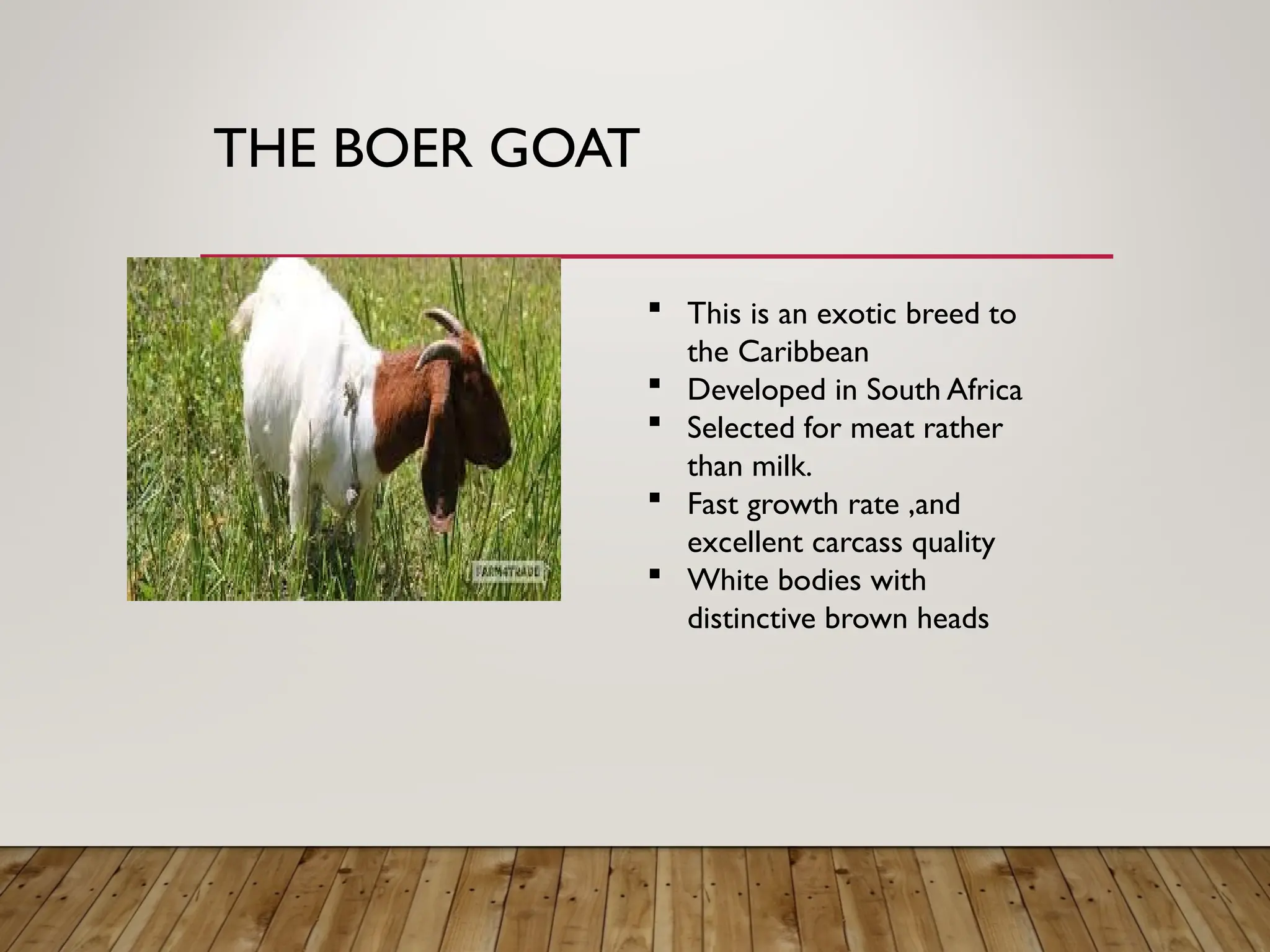 Various Breeds of farm animals PowerPoint | PPTX