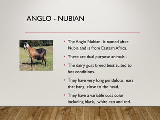 Various Breeds of farm animals PowerPoint | PPTX