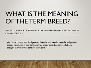 Various Breeds of farm animals PowerPoint | PPTX