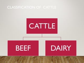 Various Breeds of farm animals PowerPoint | PPTX