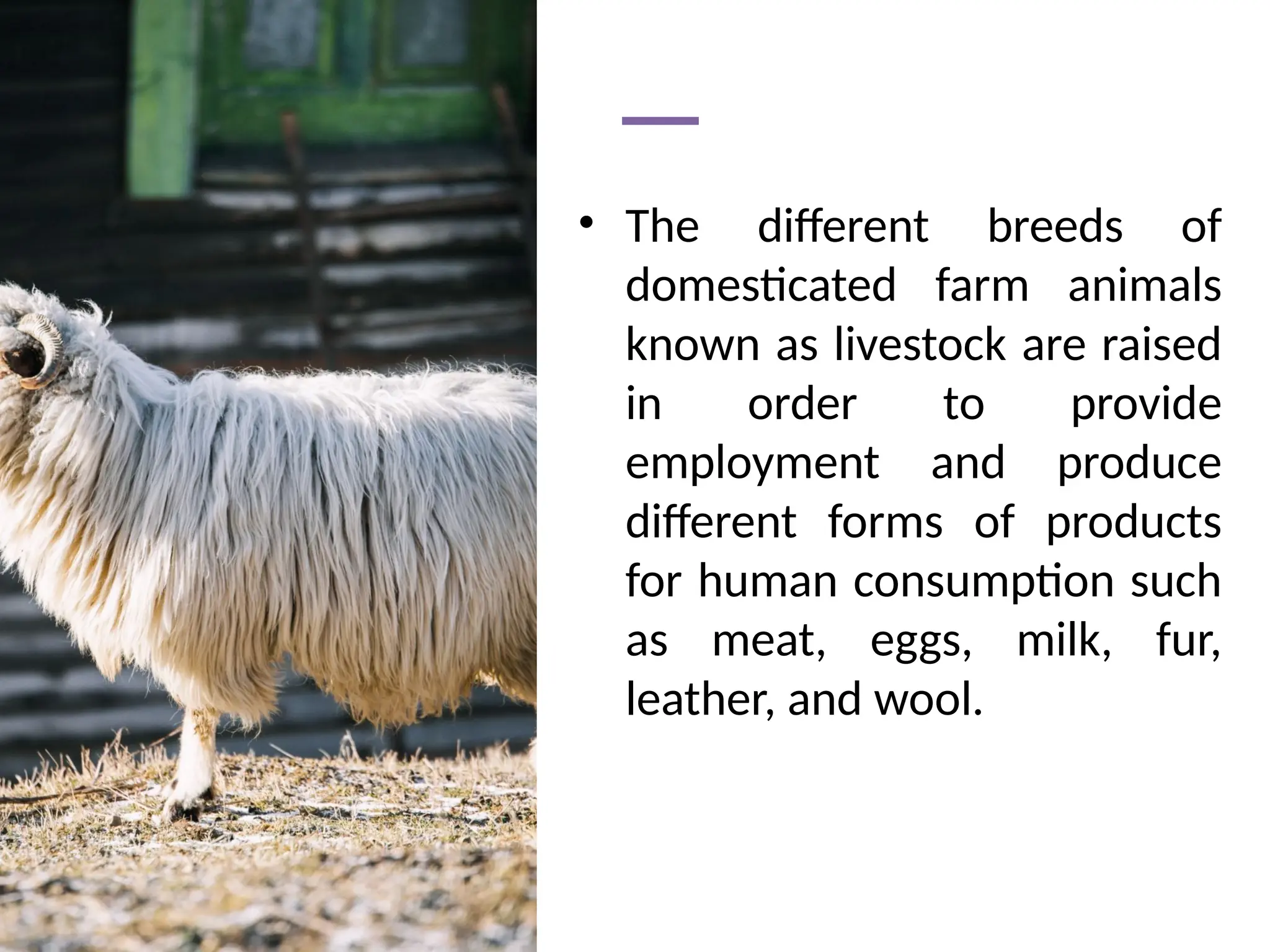 Breeds of farm animals IN AGRICULTURE EIGHT | PPTX