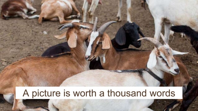 Different Breeds of Goats and Characteristics.pptx | Chemistry | Science
