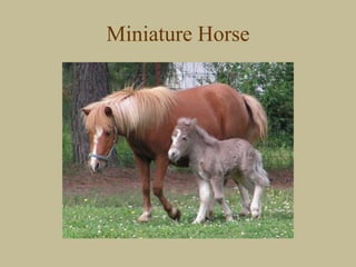 Breeds Of Horses | PPTX