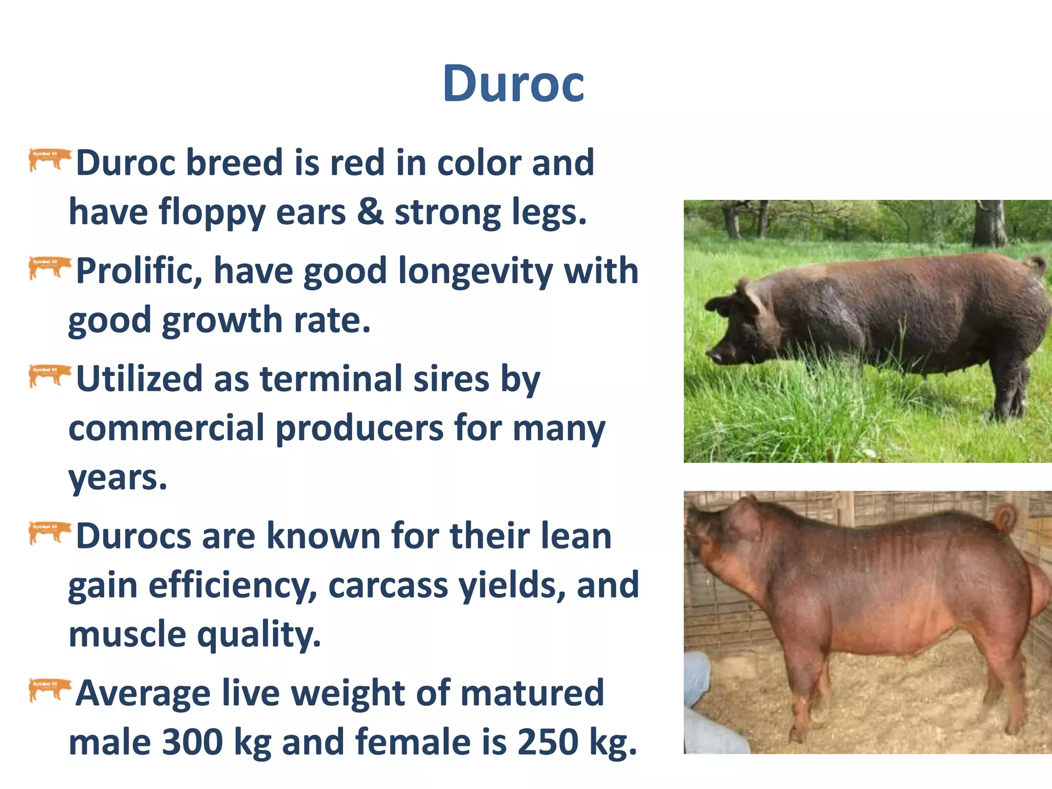 Breeds of pig | PPTX