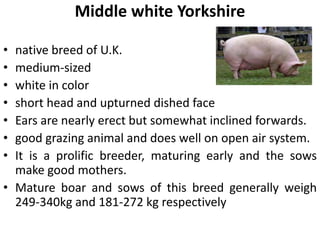 Breeds of pig | PPTX