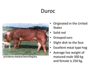 Breeds of pig | PPTX