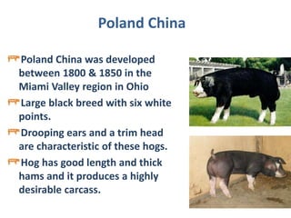 Breeds of pig | PPTX