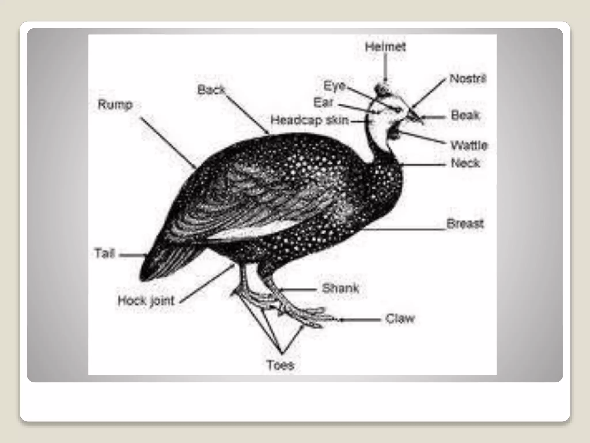 Breeds of poultry | PPTX