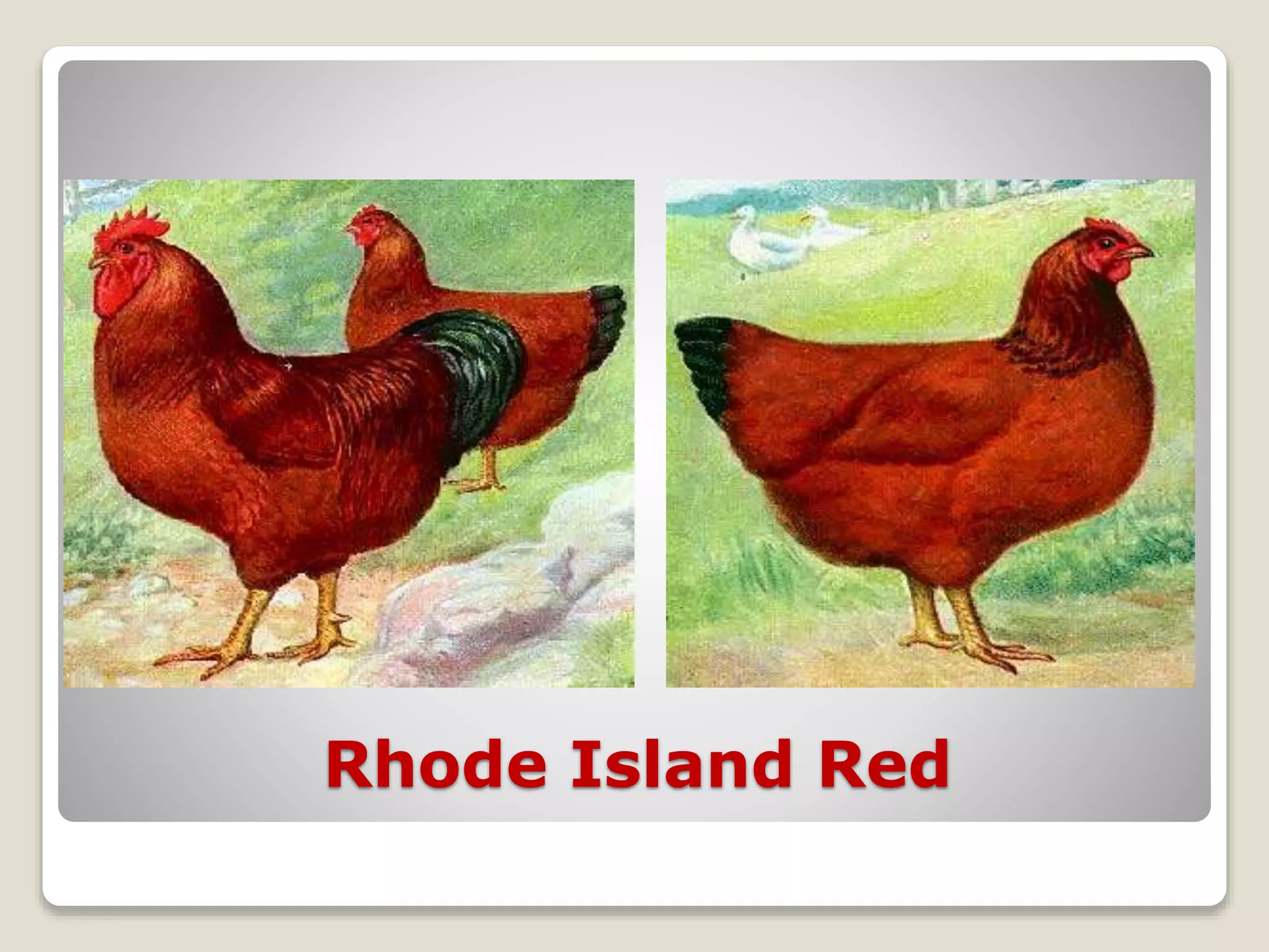 Breeds of poultry | PPTX