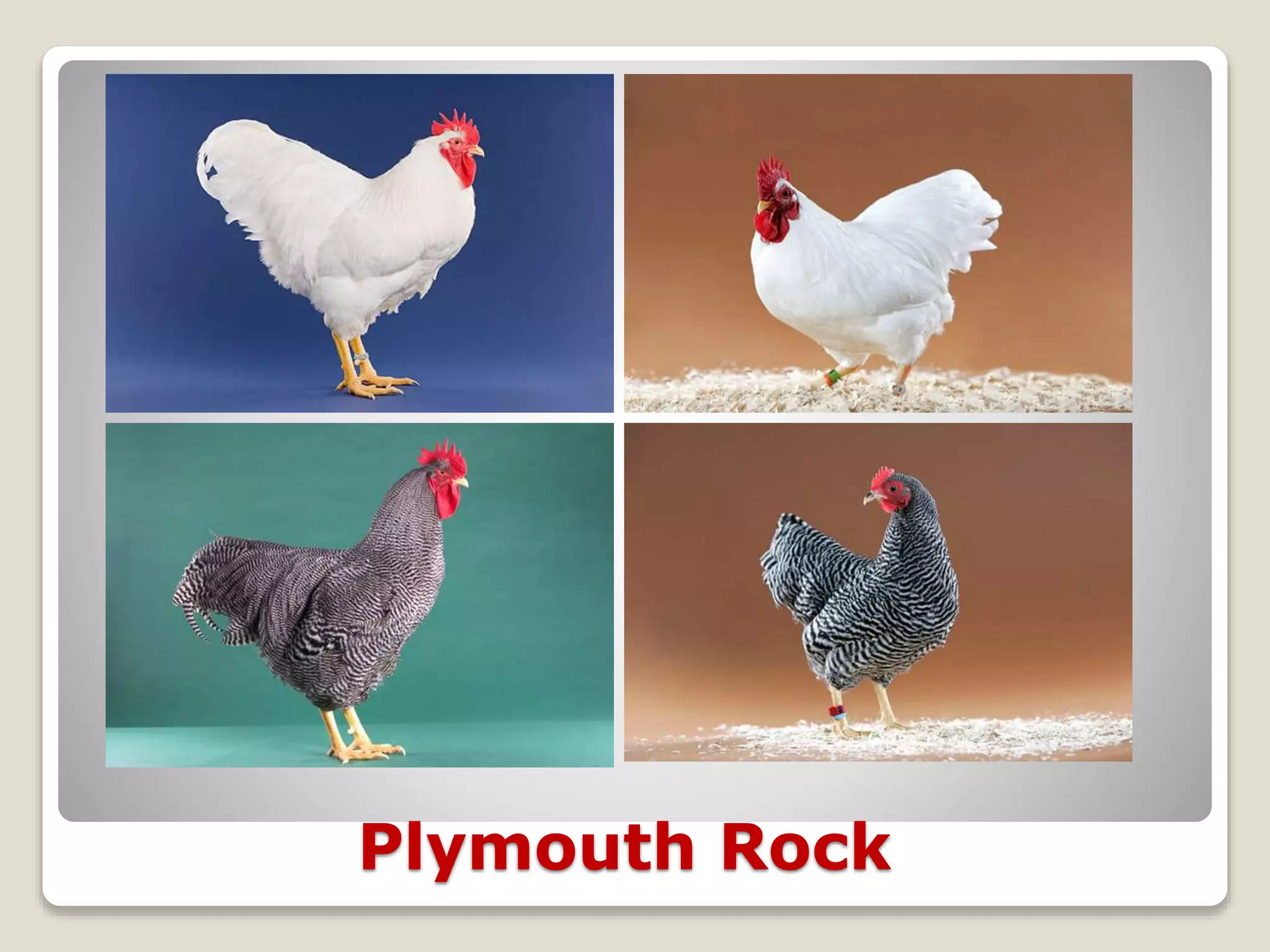 Breeds of poultry | PPTX
