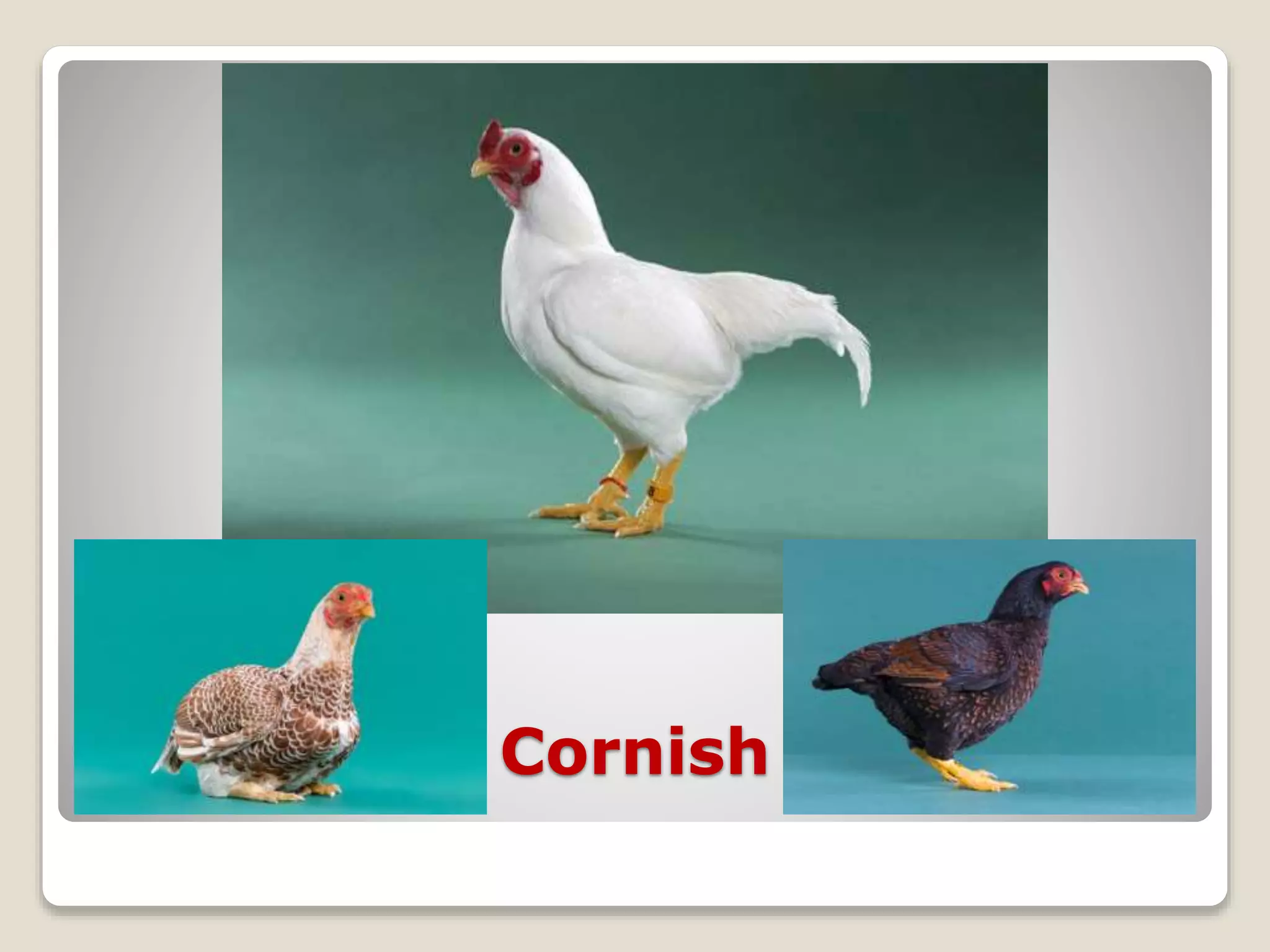 Breeds of poultry | PPTX