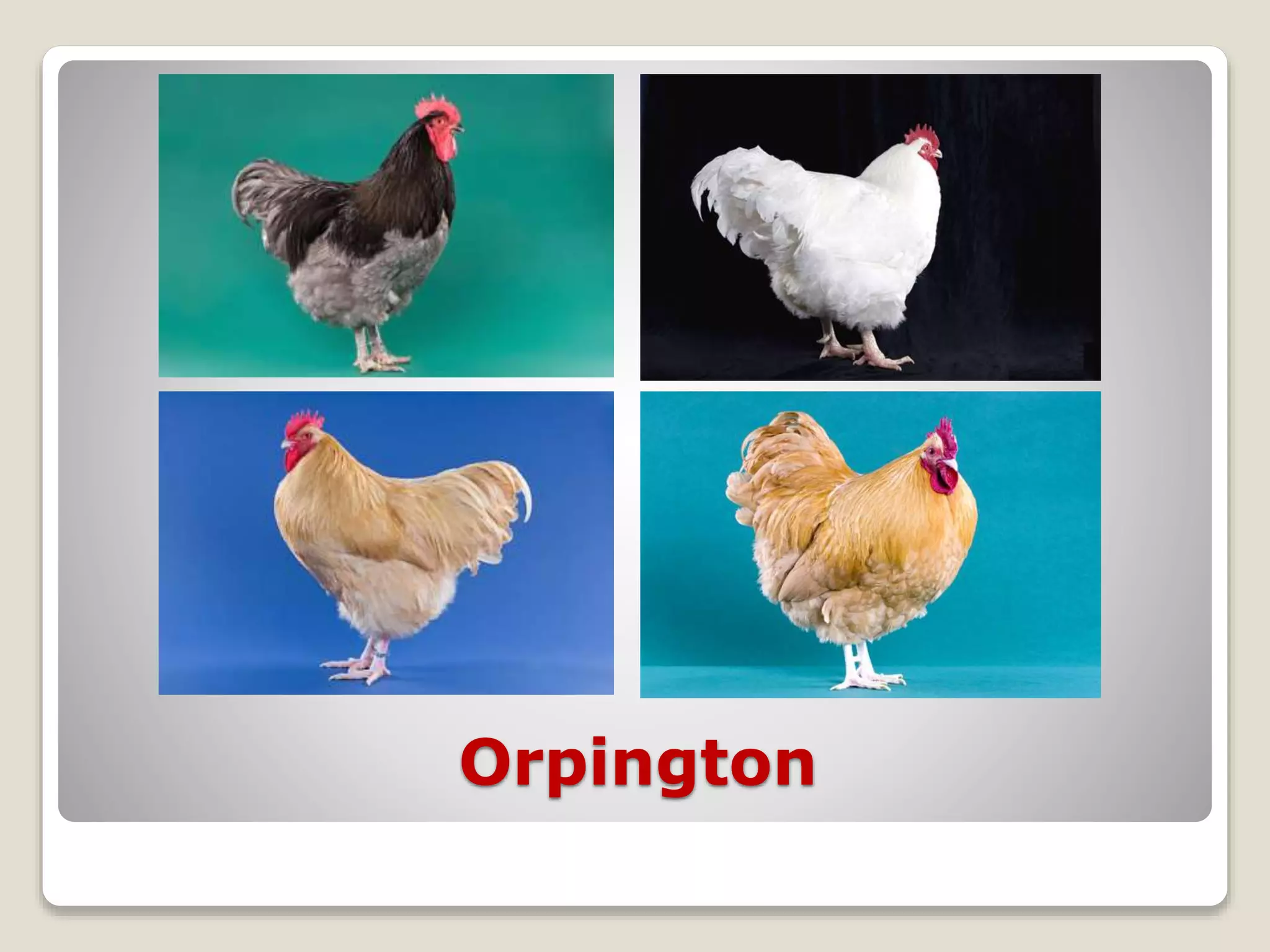 Breeds of poultry | PPTX