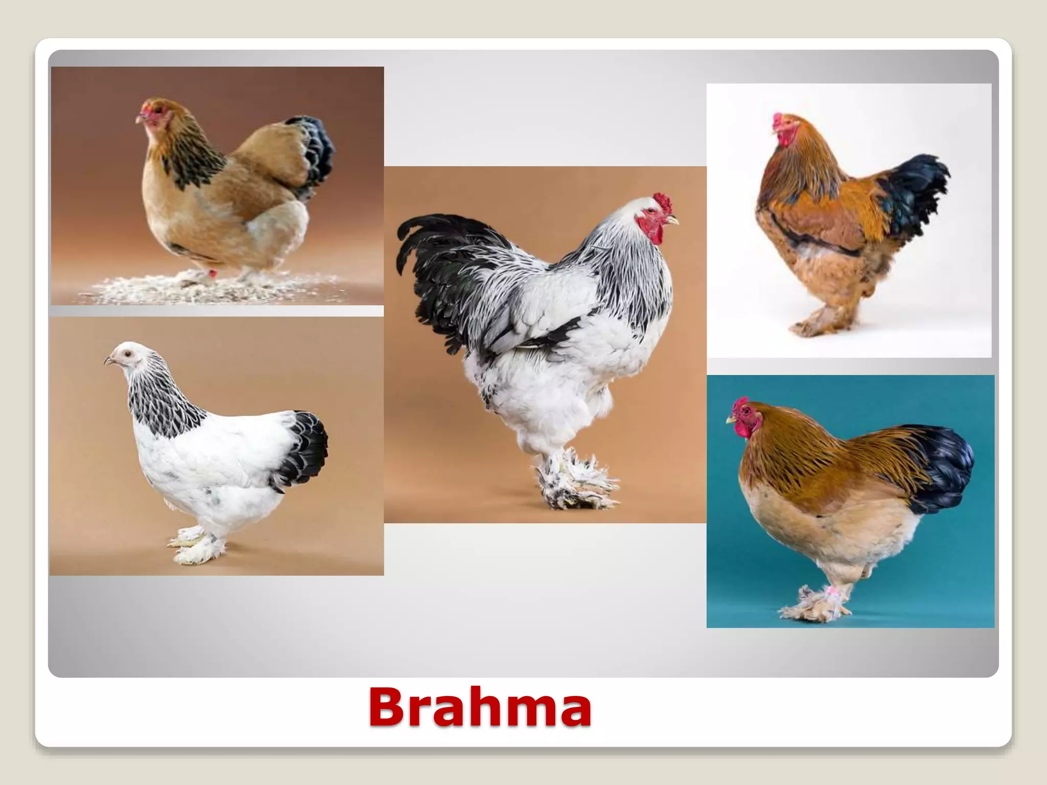 Breeds of poultry | PPTX