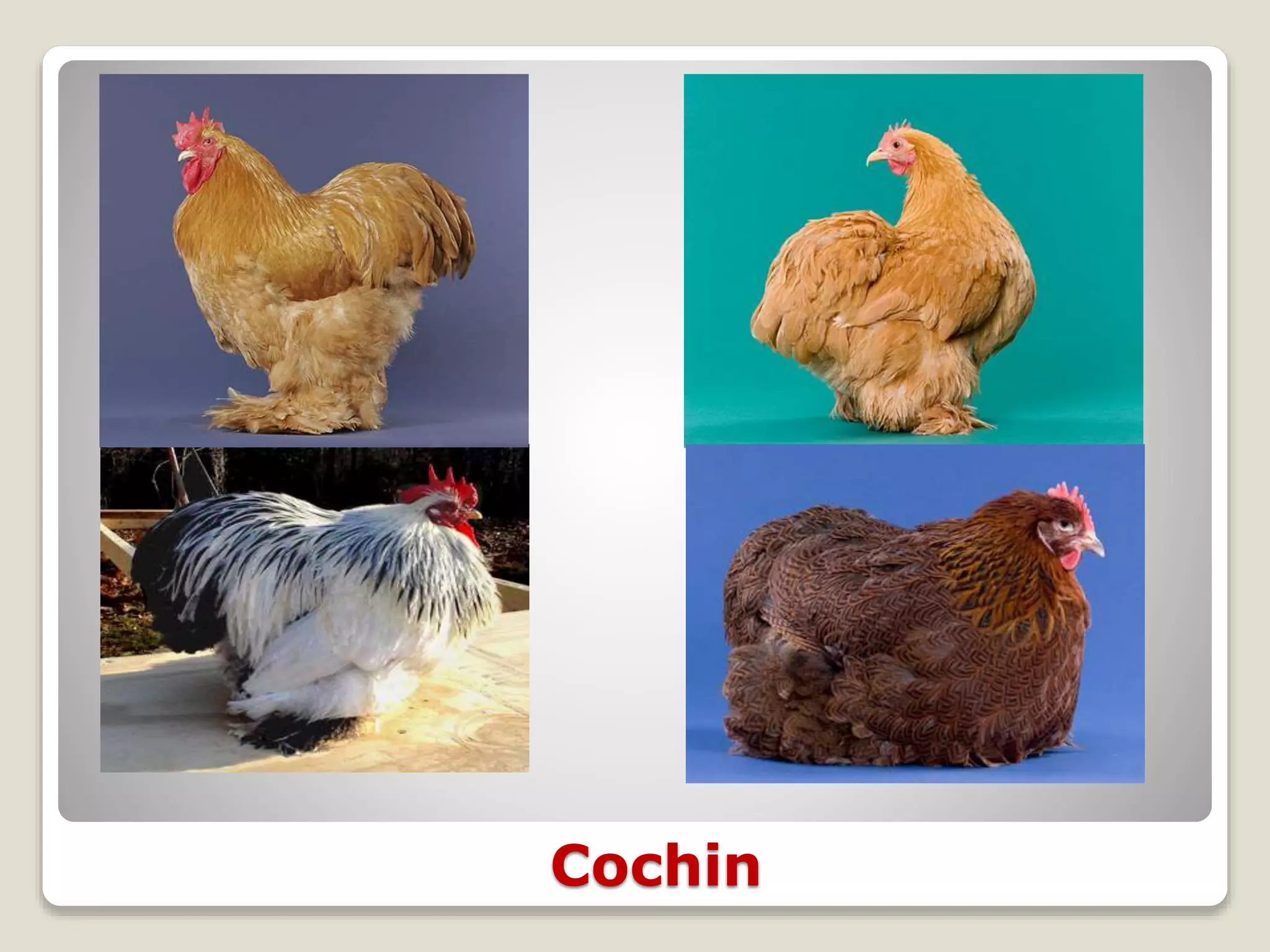 Breeds of poultry | PPTX