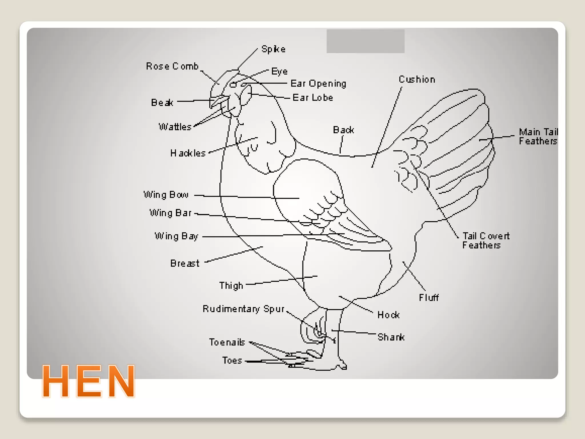 Breeds of poultry | PPTX