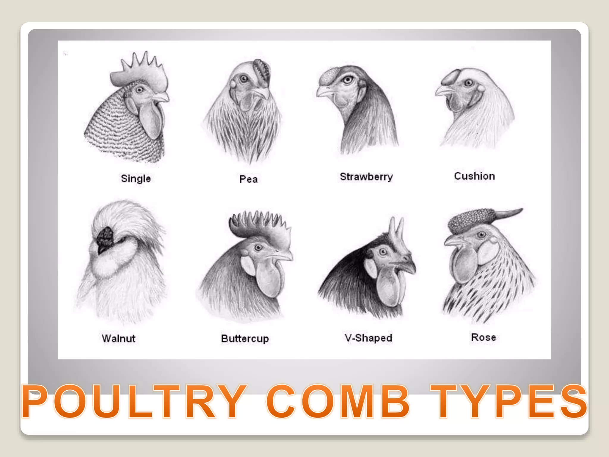 Breeds of poultry | PPTX