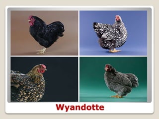 Breeds of poultry | PPTX