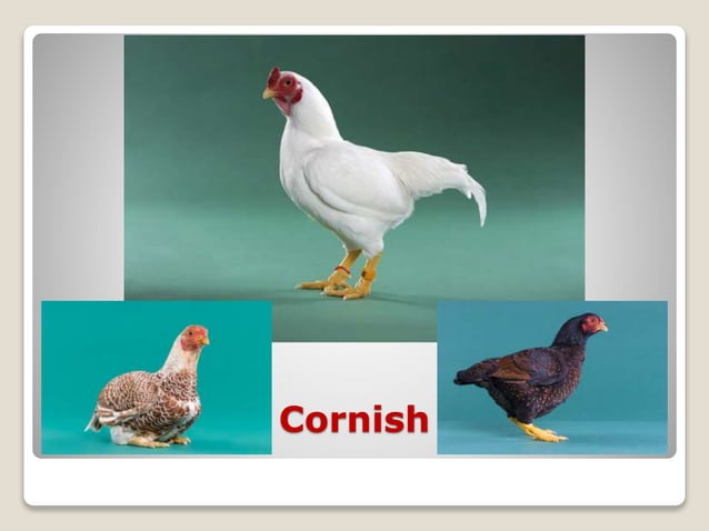 Breeds of poultry | PPTX