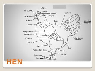 Breeds of poultry | PPTX