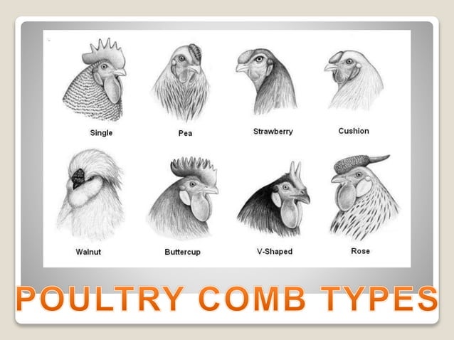 Breeds of poultry | PPTX