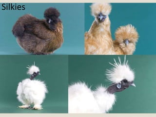 Breeds of poultry | PPTX