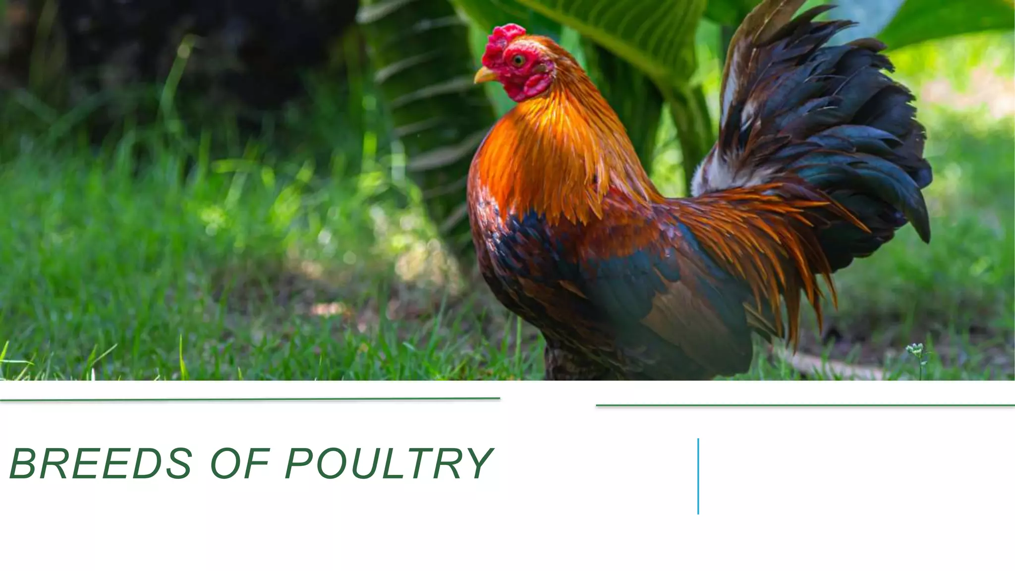 Breeds of poultry.pptx