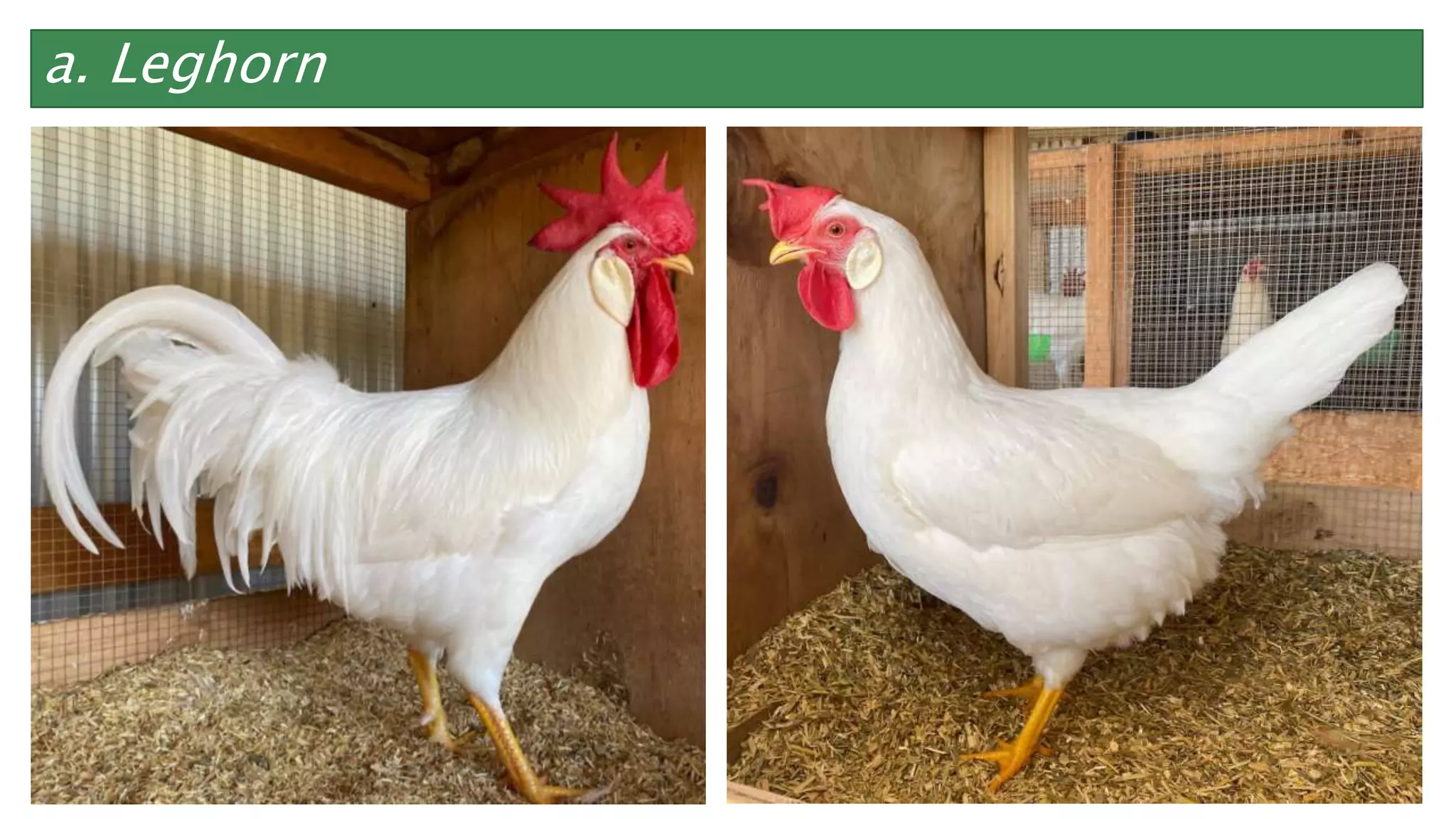 Breeds of poultry.pptx