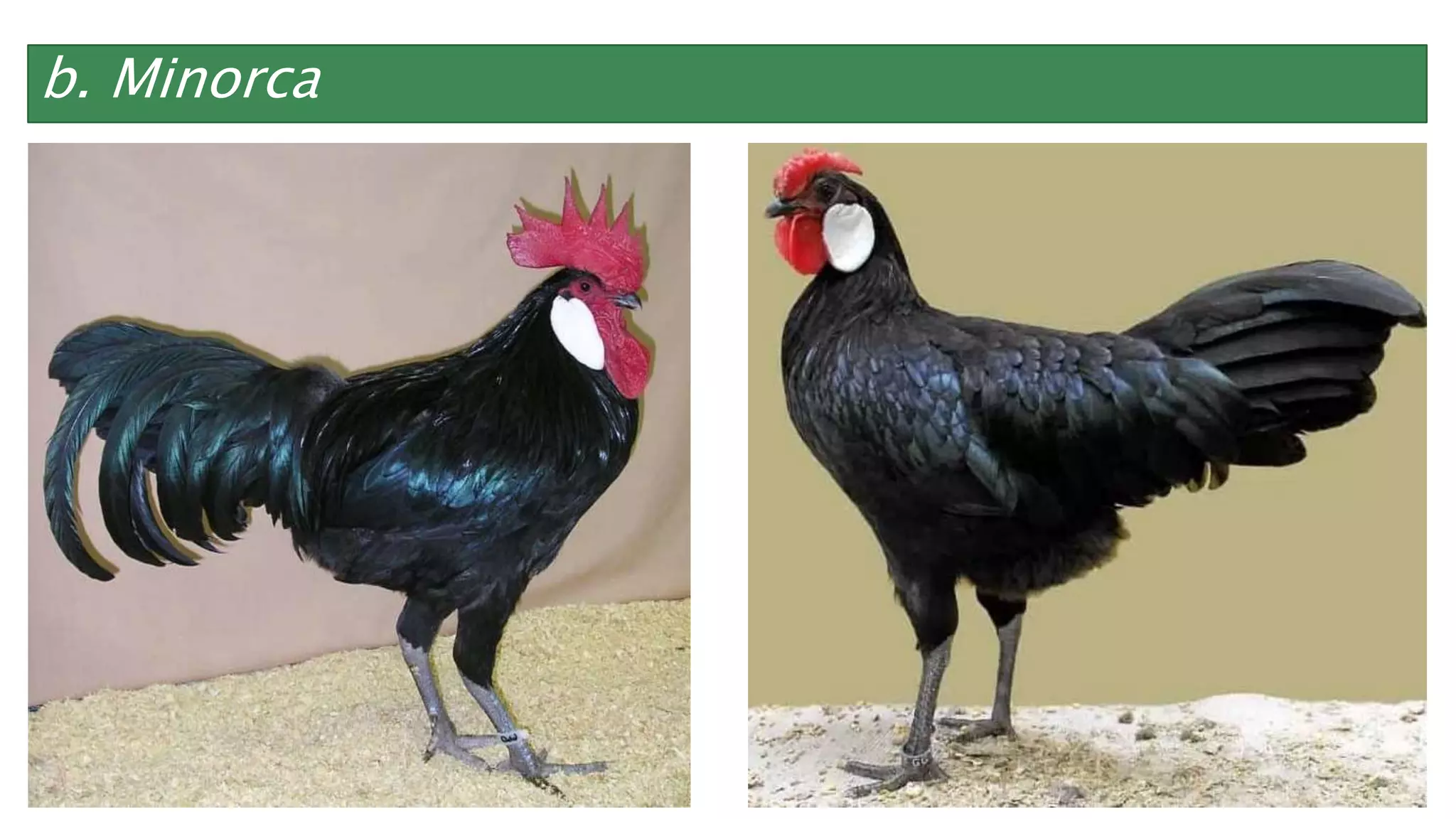 Breeds of poultry.pptx