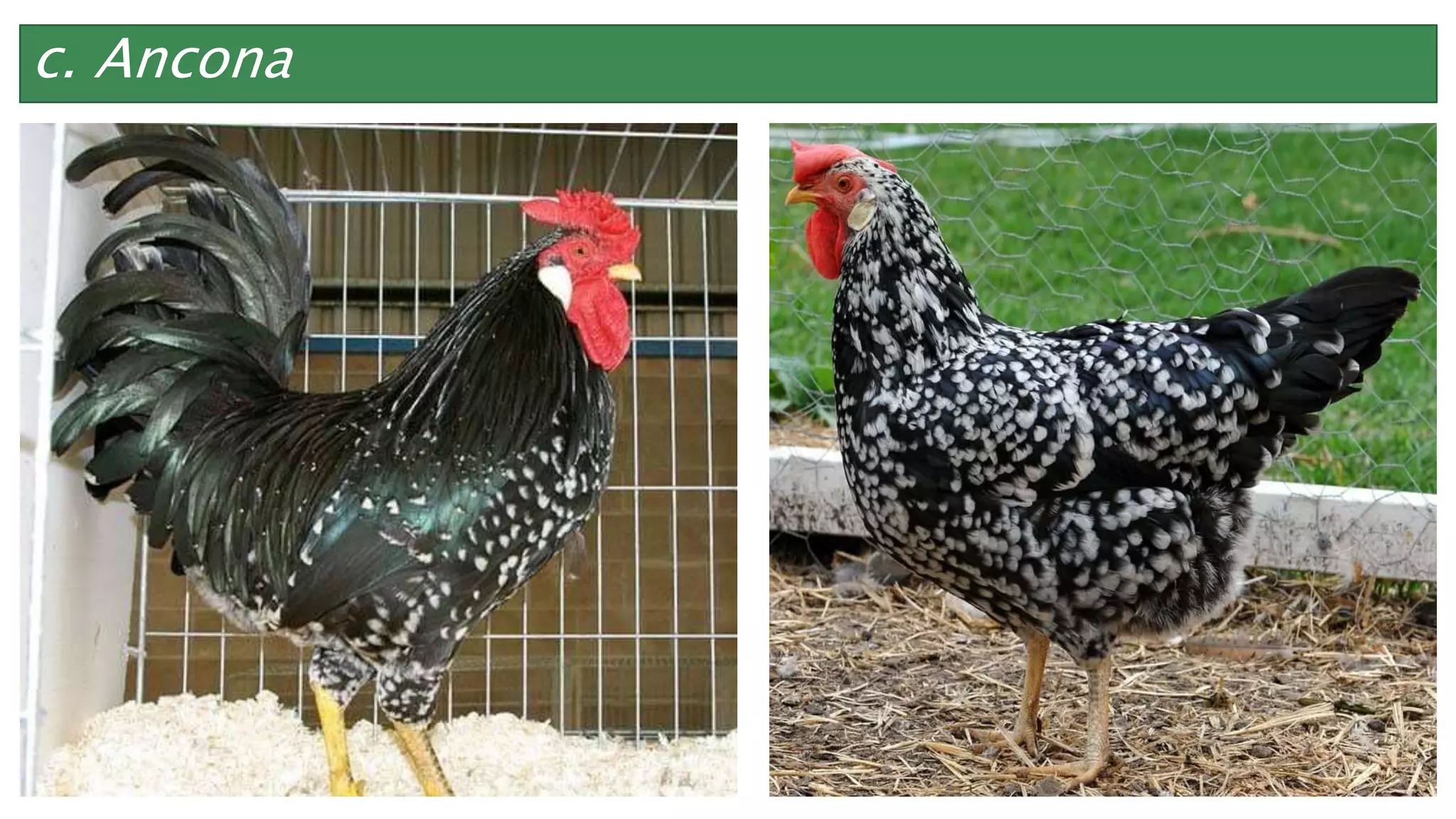 Breeds of poultry.pptx