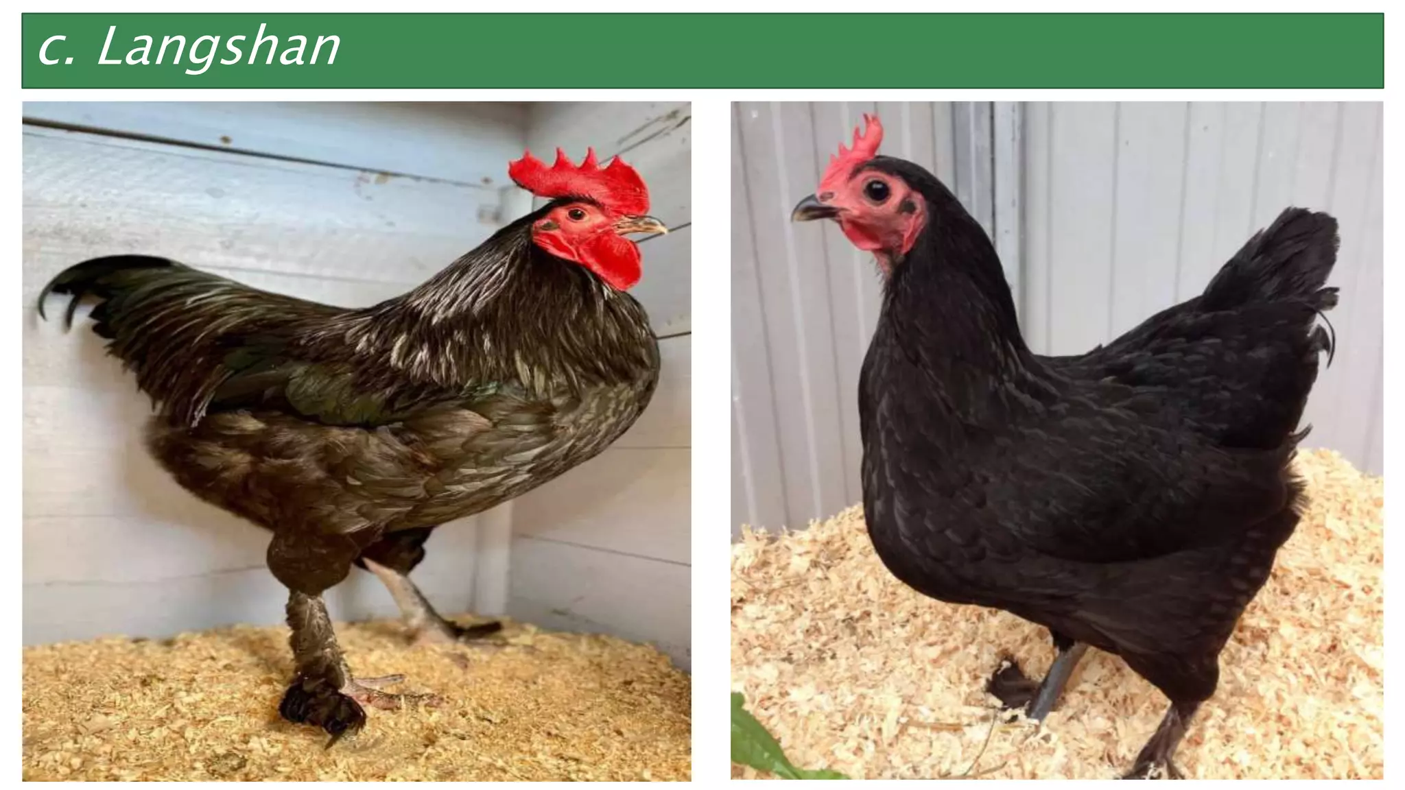 Breeds of poultry.pptx