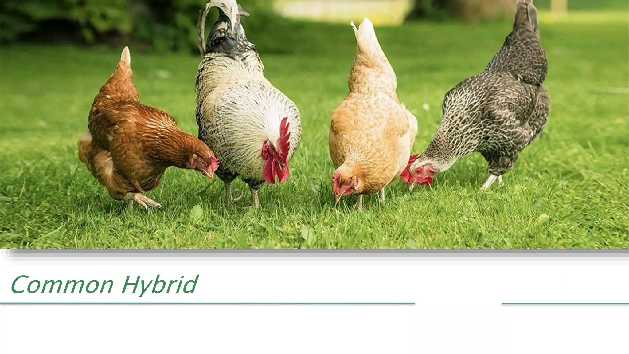 Breeds of poultry.pptx