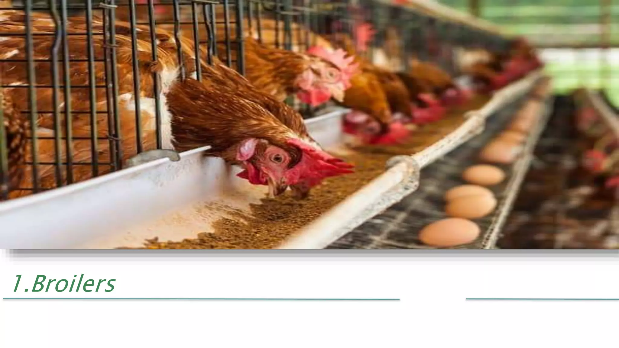 Breeds of poultry.pptx