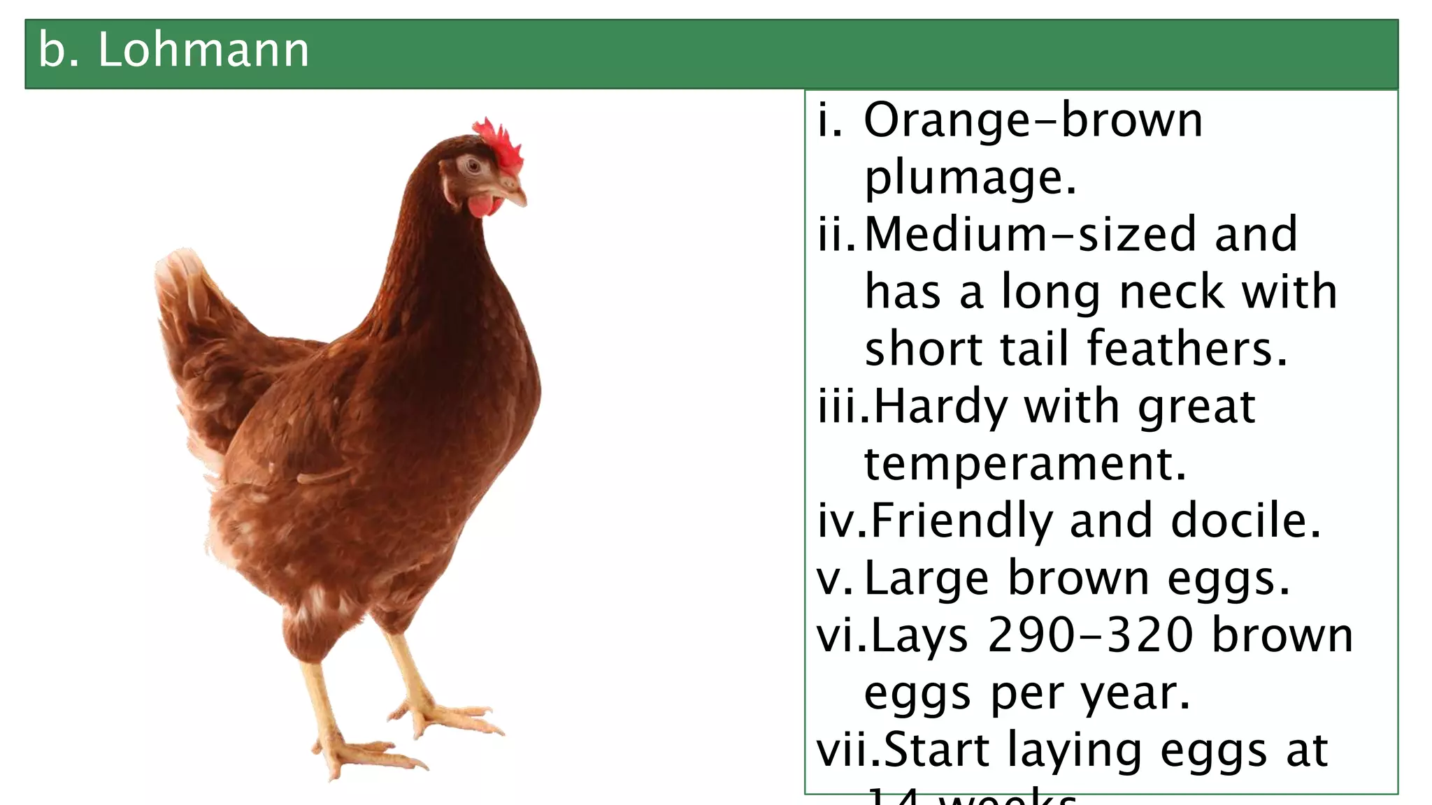 Breeds of poultry.pptx
