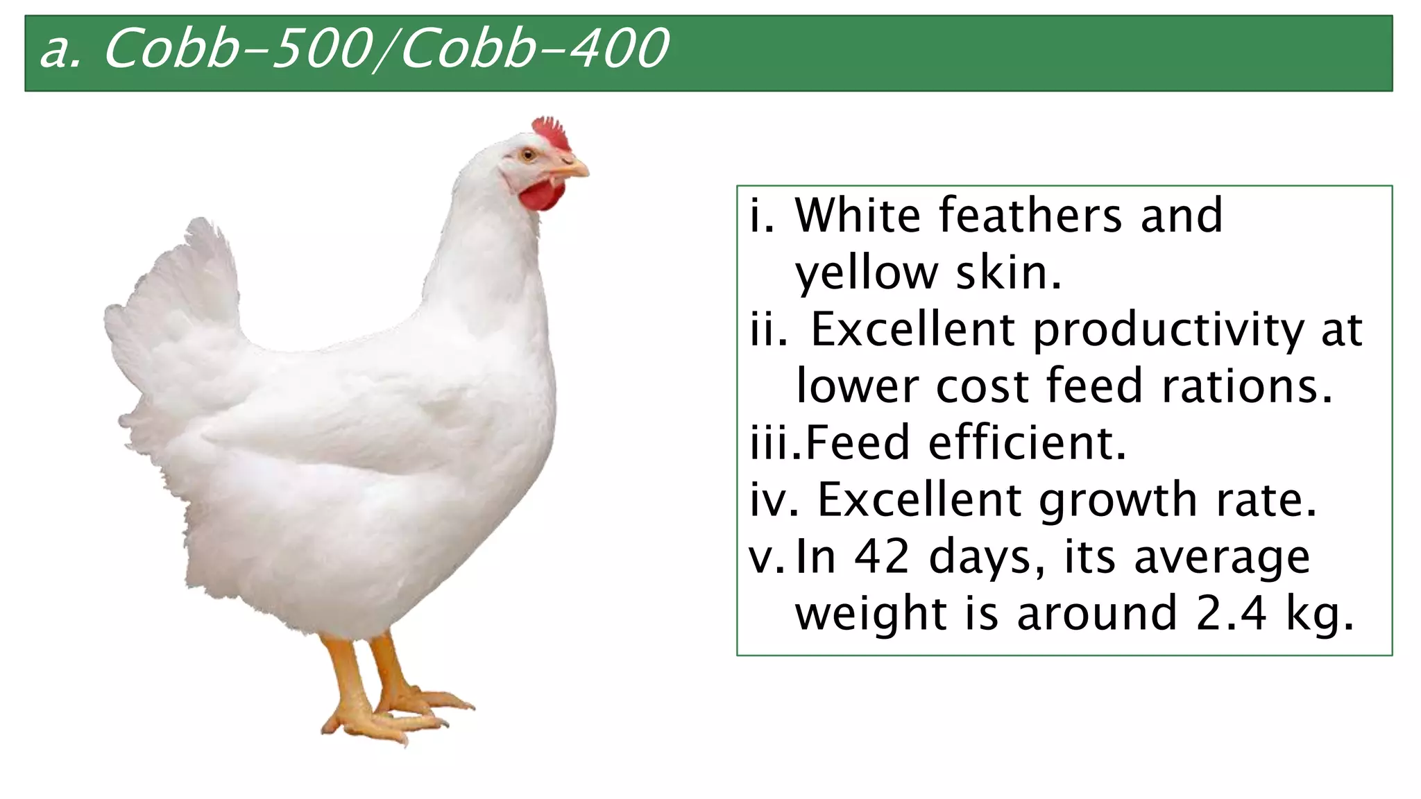 Breeds of poultry.pptx