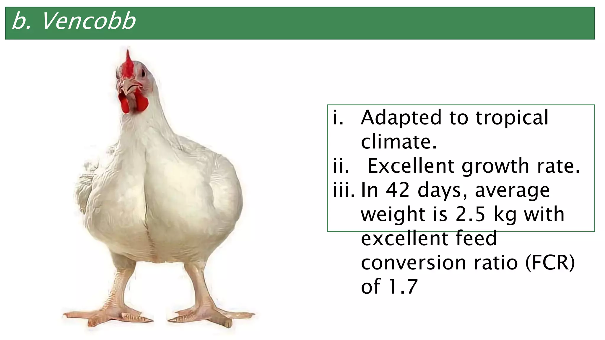Breeds of poultry.pptx