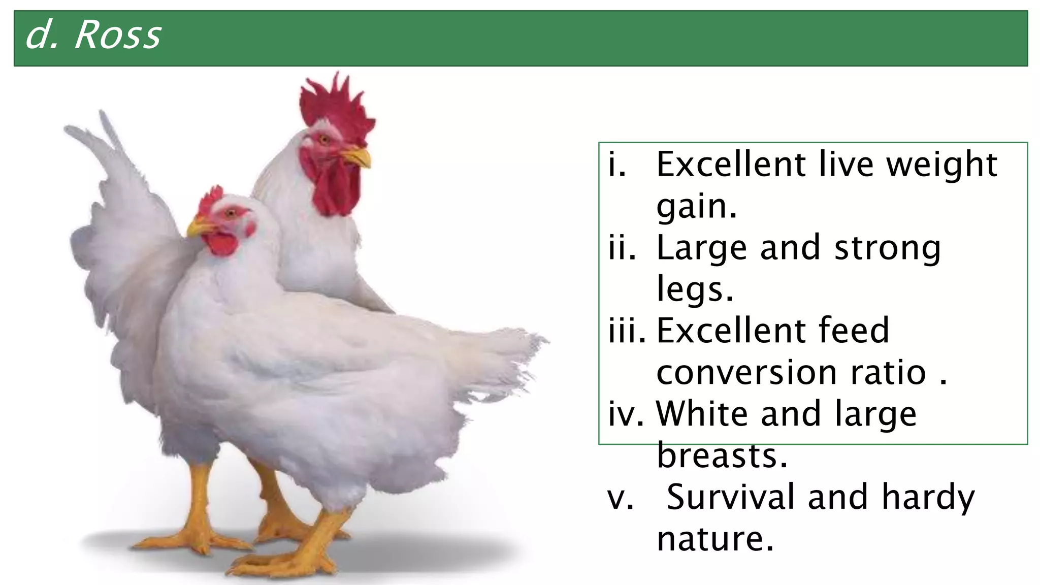 Breeds of poultry.pptx