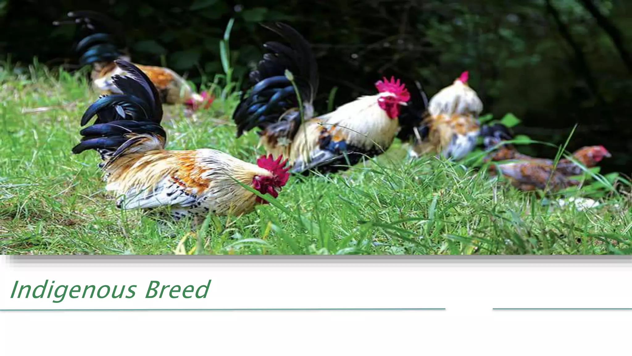 Breeds of poultry.pptx