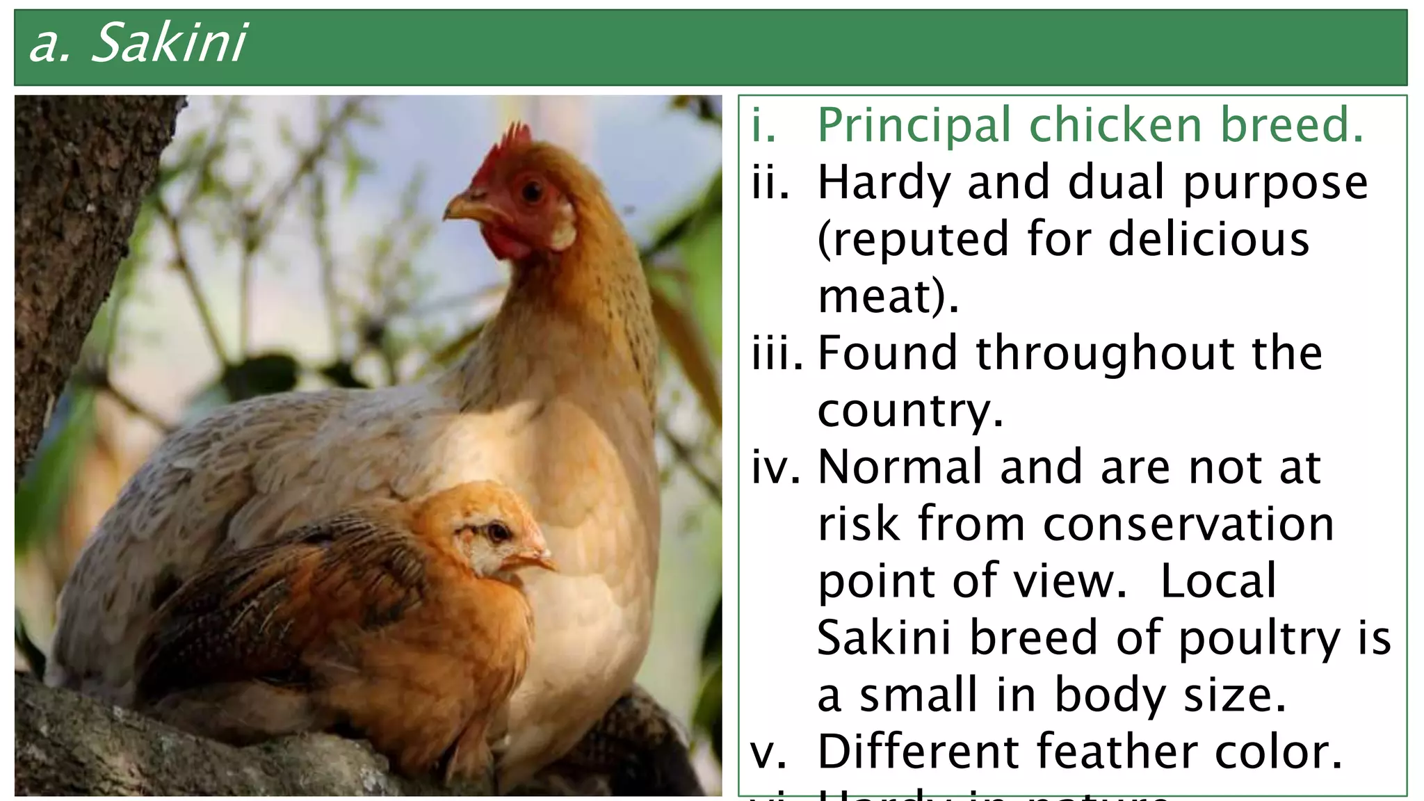 Breeds of poultry.pptx