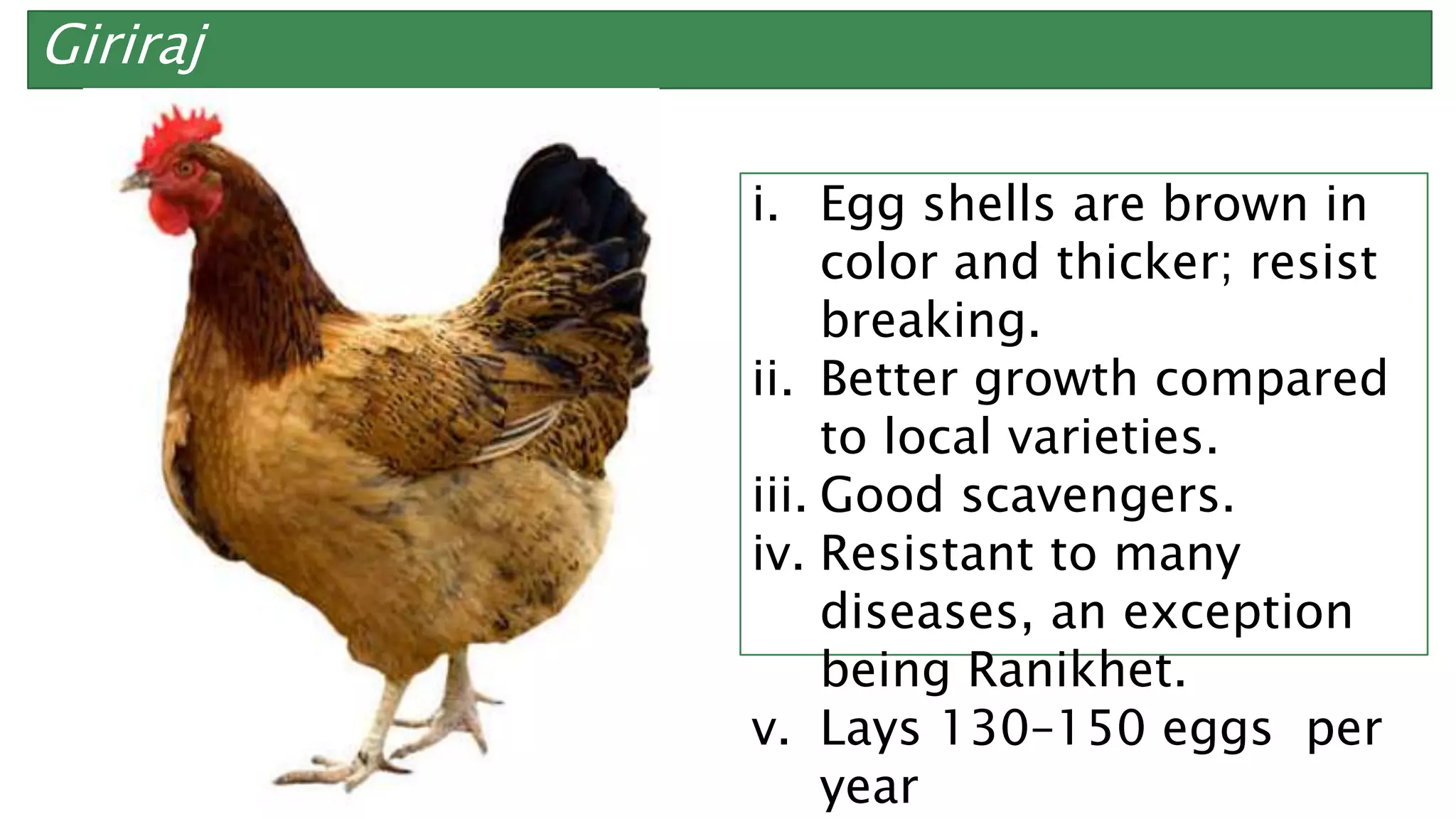 Breeds of poultry.pptx