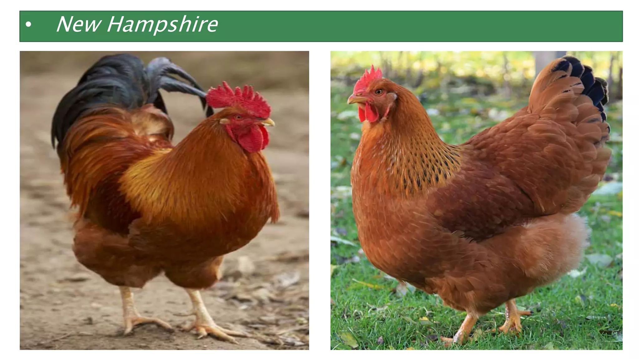 Breeds of poultry.pptx