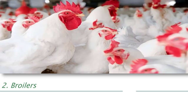 Breeds of poultry.pptx